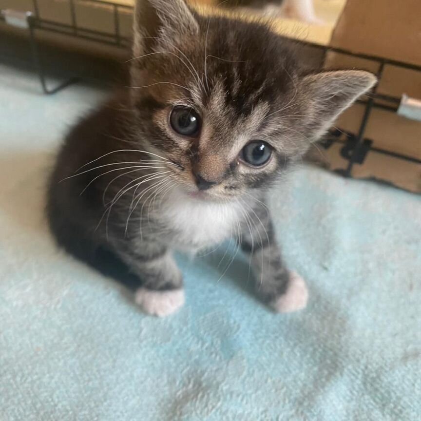 Крошечка Хаврошечка в поисках семьи