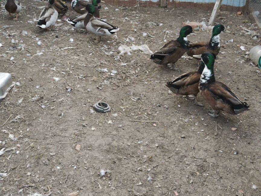 Продам утоков