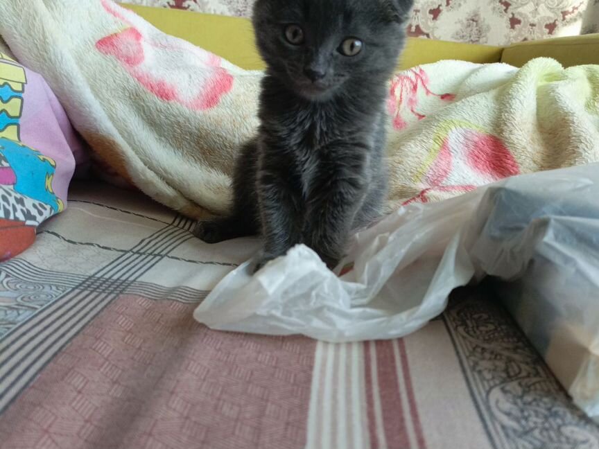 Шотландская вислоухая, котенок