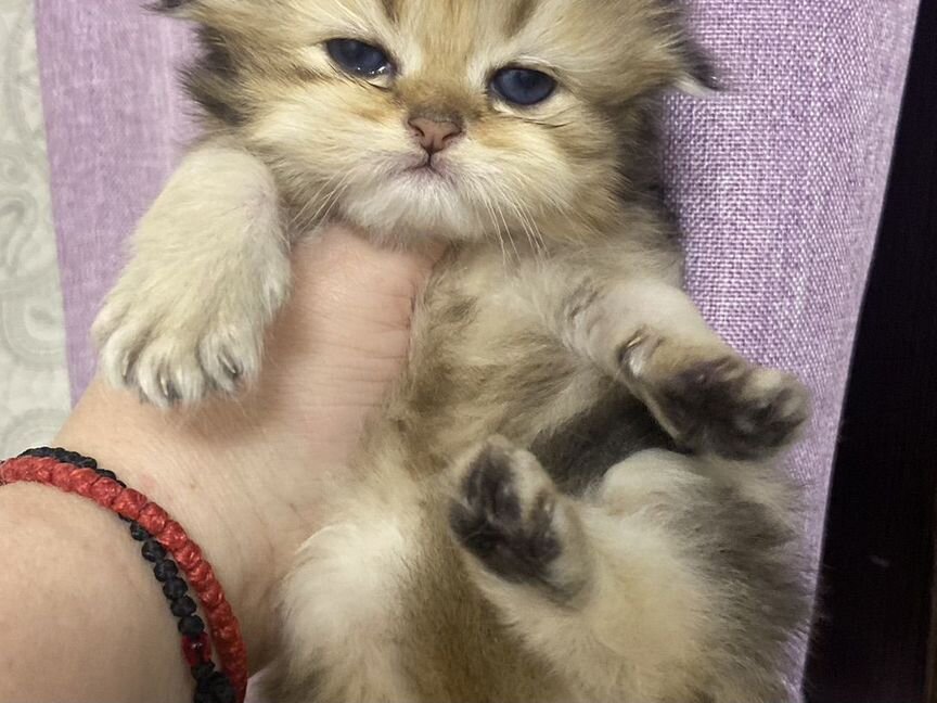 Хайленд фолд мальчик