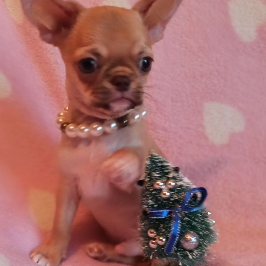 Очень красивый мальчишка