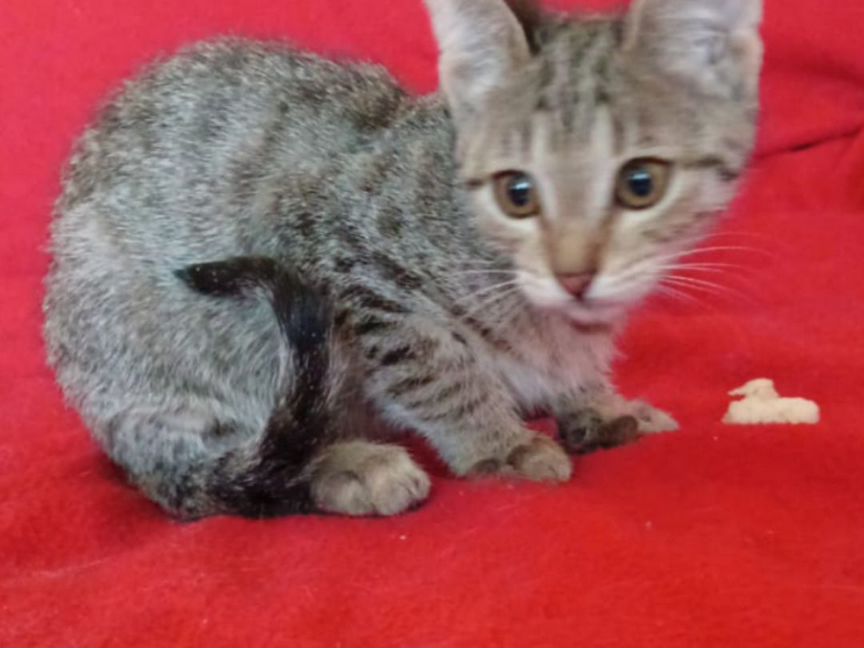 Серый полосатый котёнок в добрые руки бесплатно