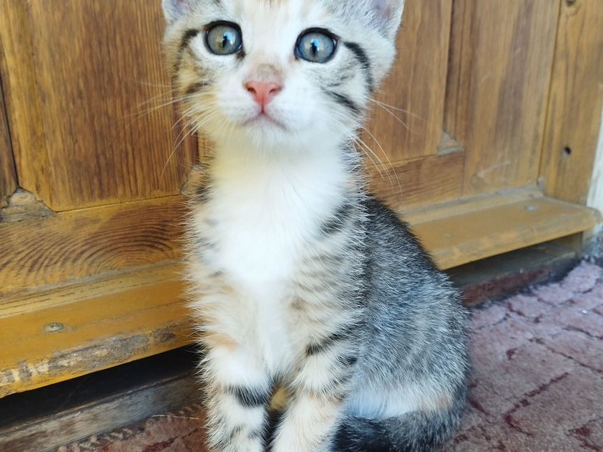 Котята мейн-кун