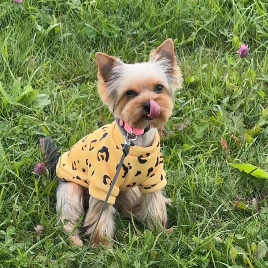 Йоркширский терьер мини