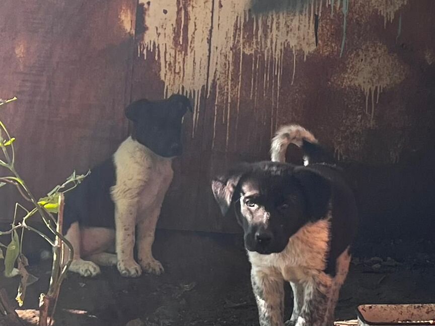 Щеночков в хорошие руки отдам бесплатно