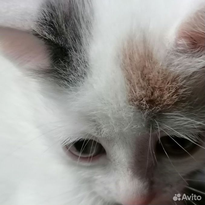 Котенок ищет свой домик