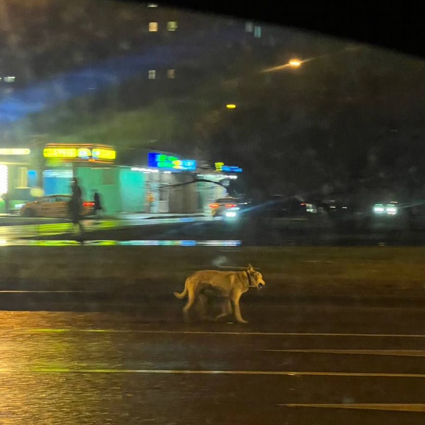 Взрослый пёс в добрые руки