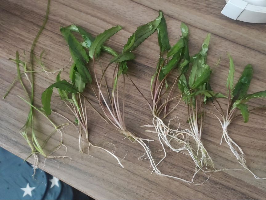 Криптокорина валиснерия