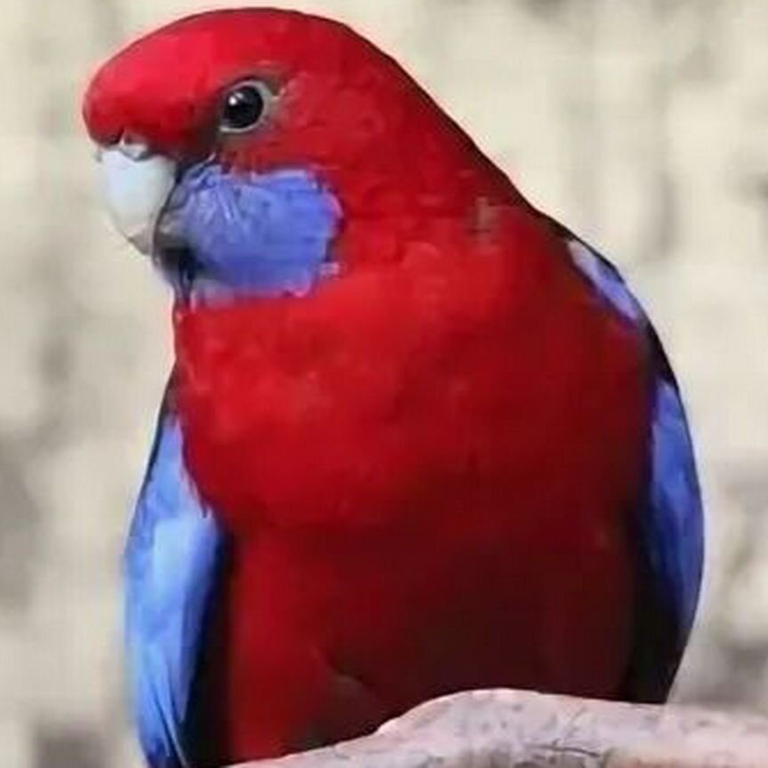 Попугай розелла