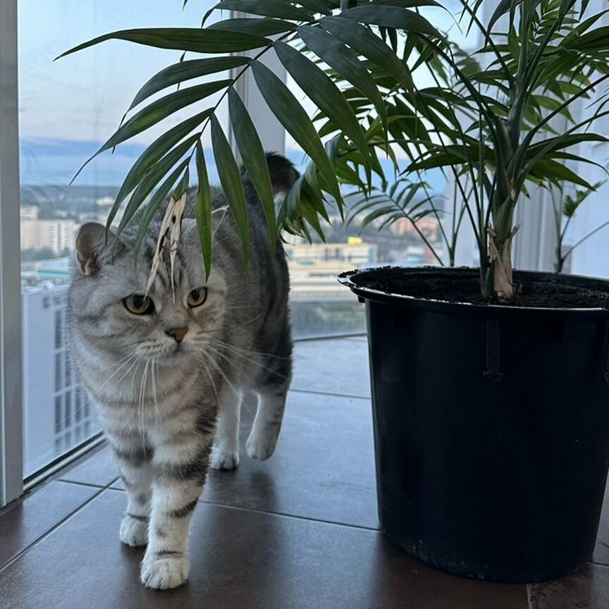 Британская короткошёрстная, взрослая кошка