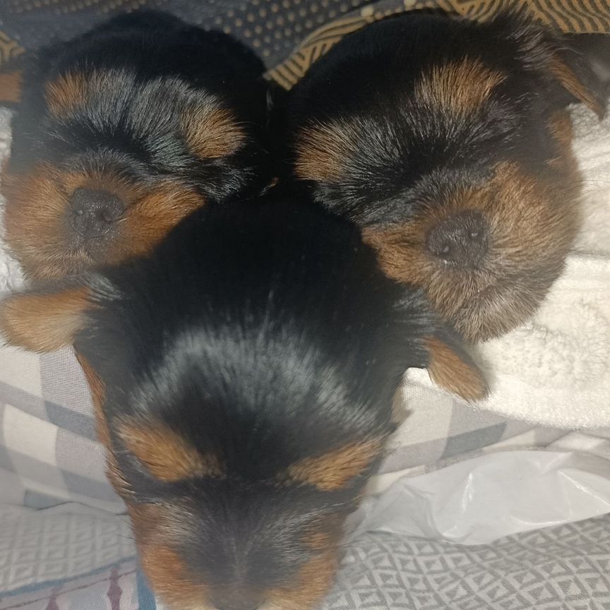 Йоркширский терьер, щенок