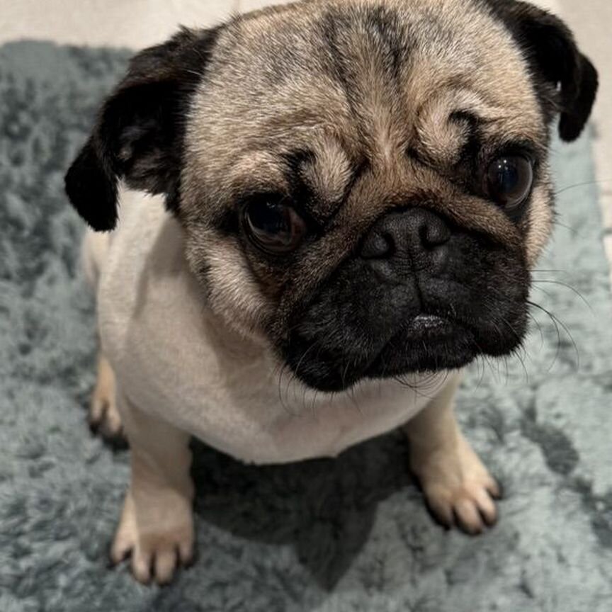 Мопс, взрослая собака