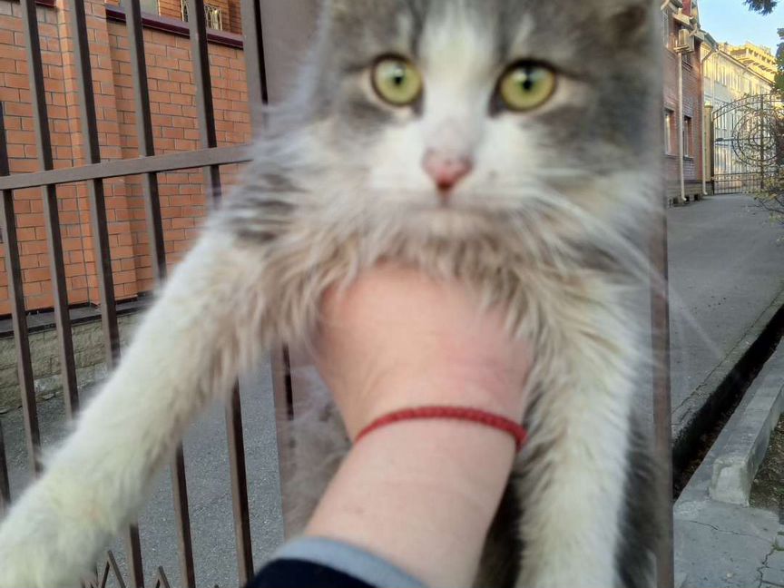 Пушистая малышка ищет дом