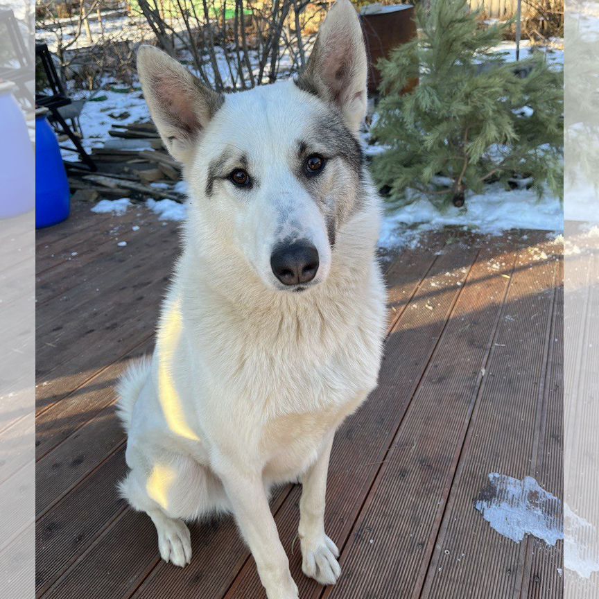 Кобель для вязки лайка