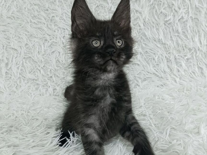 Ивангелин Мейн Кун котенок