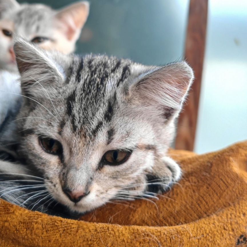 Котенок котенок добрый в хорошие руки