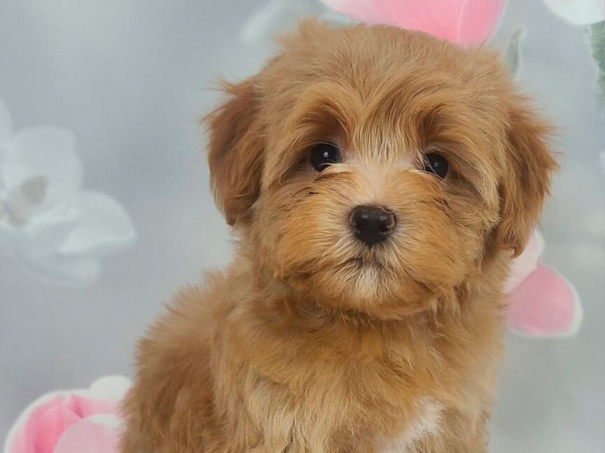 Мальтипу щенок девочка