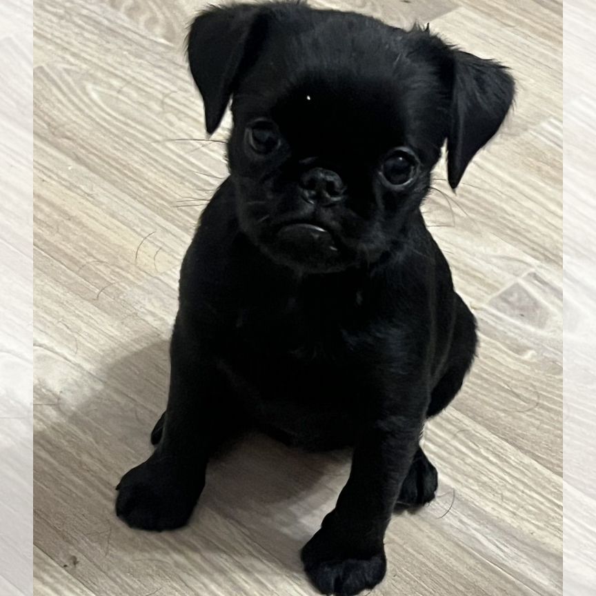 Пти-брабансон, щенок