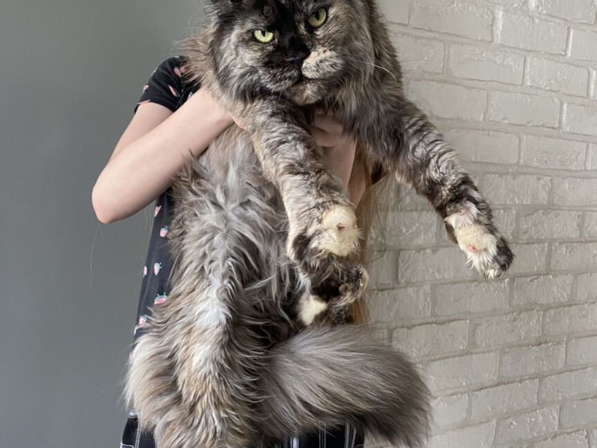 Мейн-кун девочка