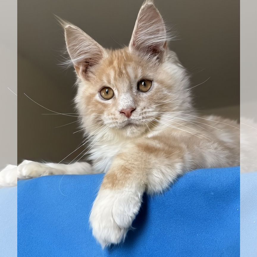 Мейн-кун котёнок