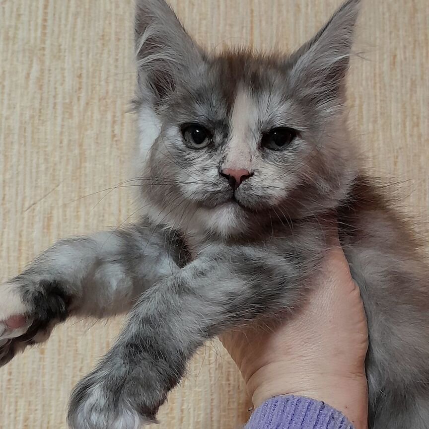 Мейн-кун