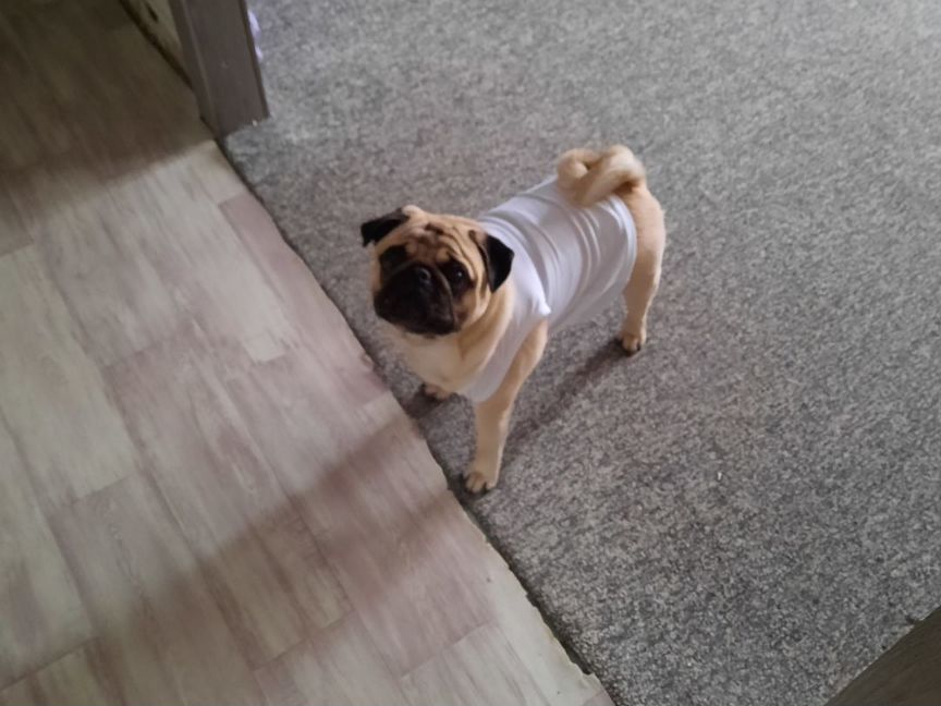 Мопс вязка мальчик