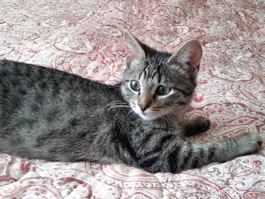 Чудо Котёнок девочка 3 месяца