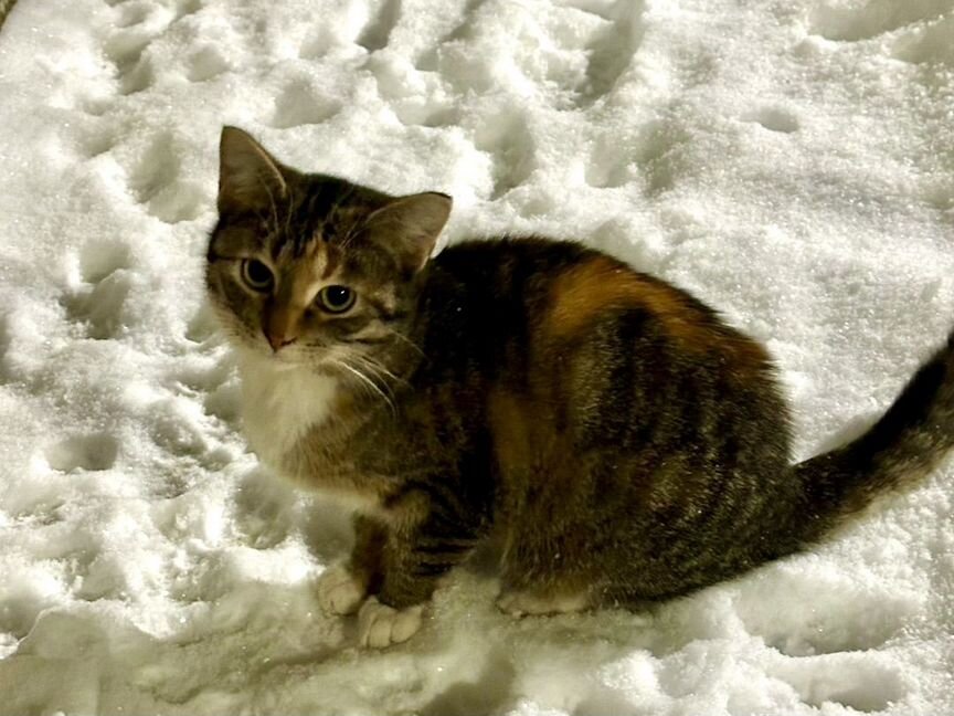 Котенок в хорошие руки