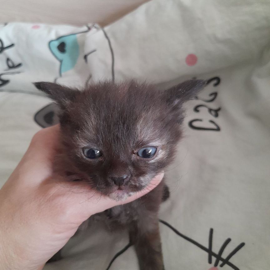 Котёнок в добрые руки