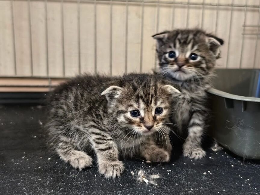 Россыпь котят