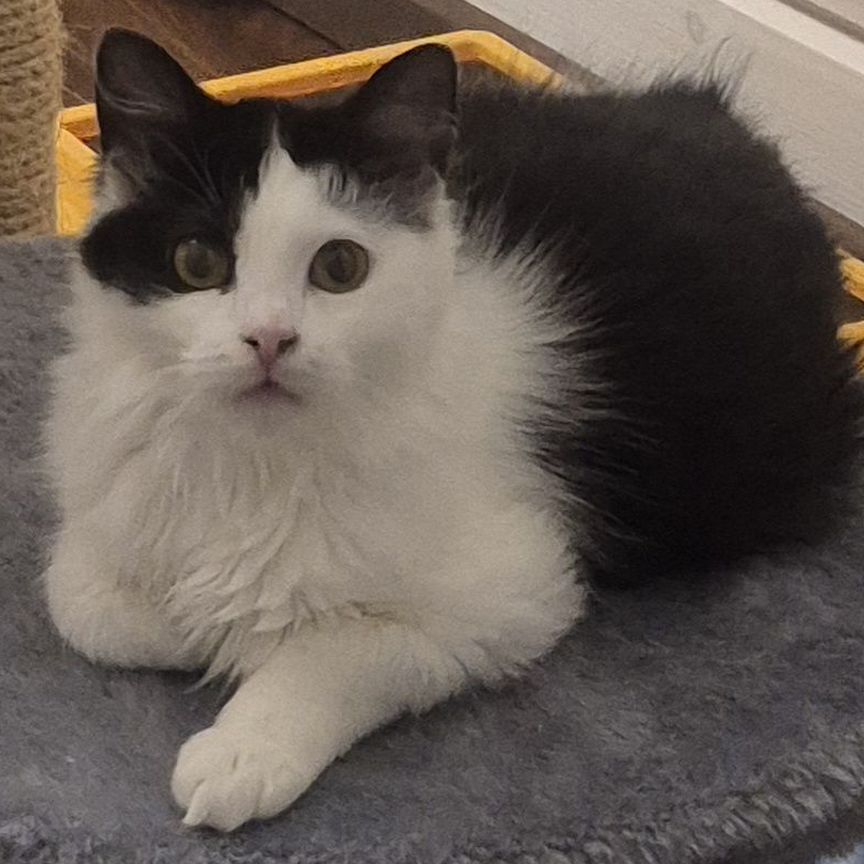 Котёнок в добрые руки