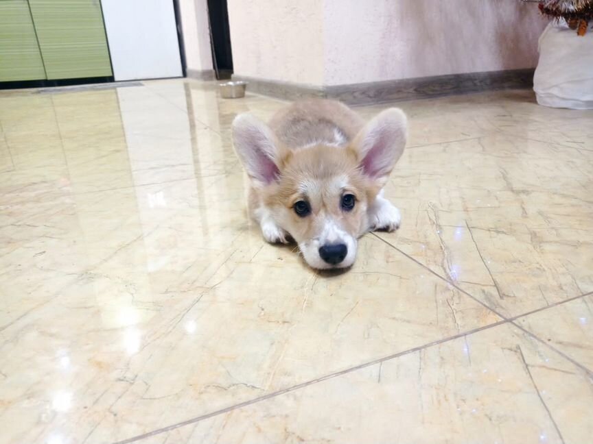 Собаки щенки корги