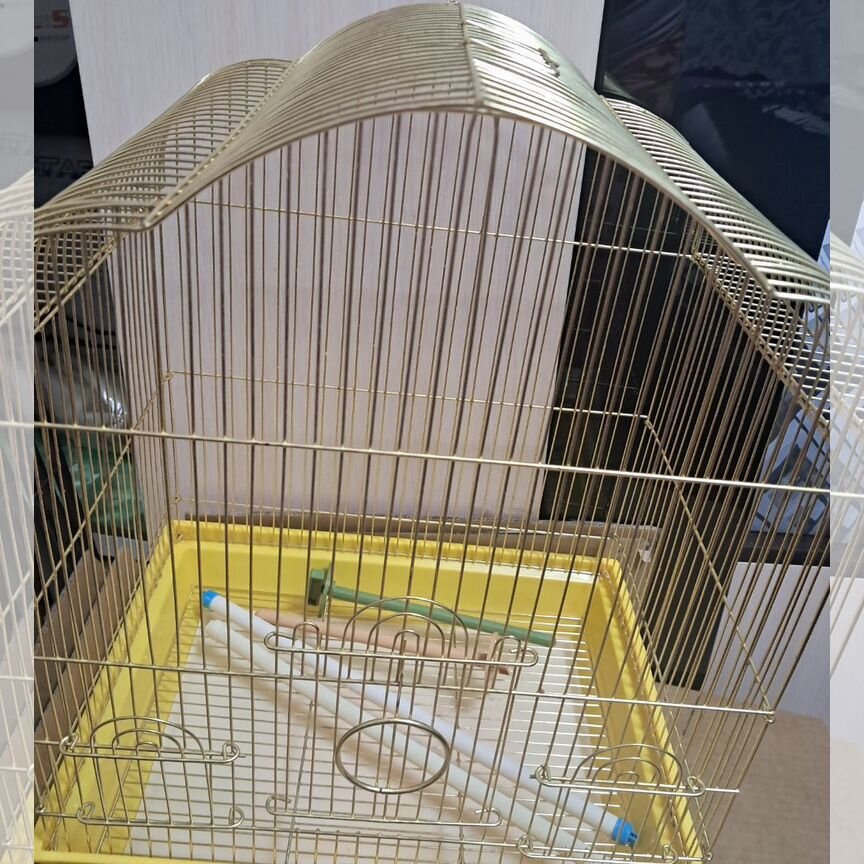 Волнистый попугай