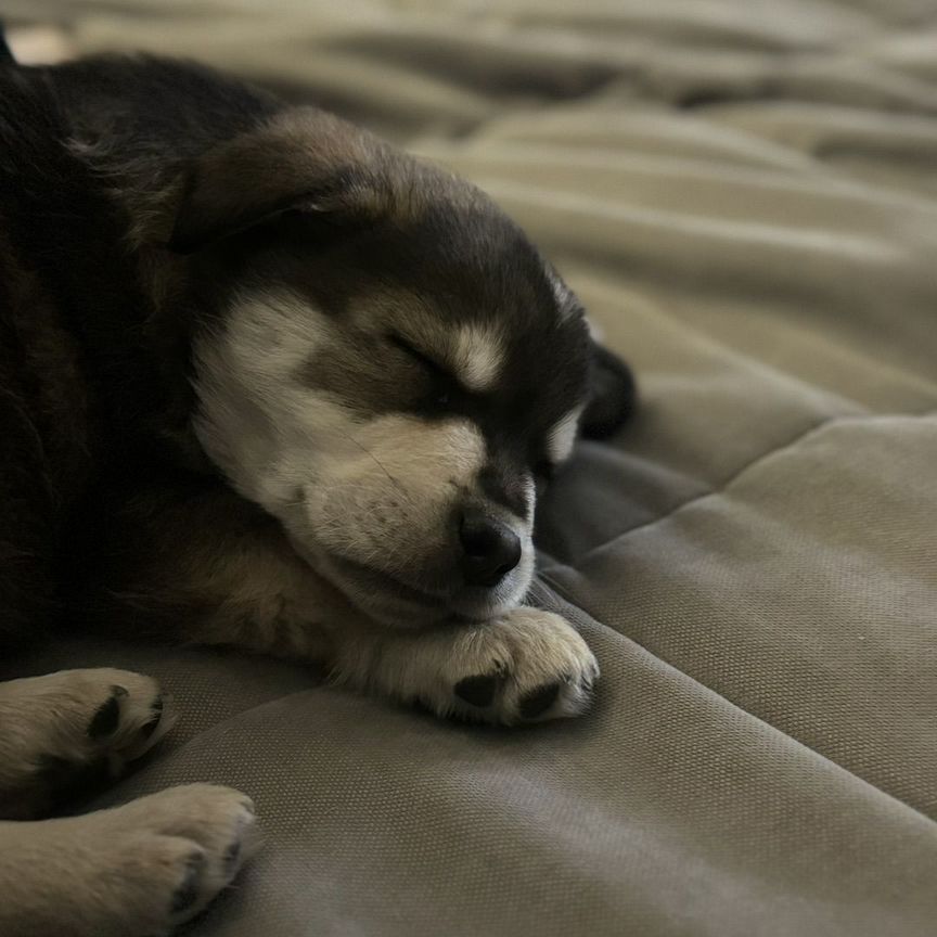 Щенок в добрые руки