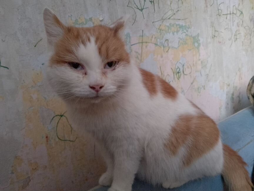 Кошки в добрые руки бесплатно