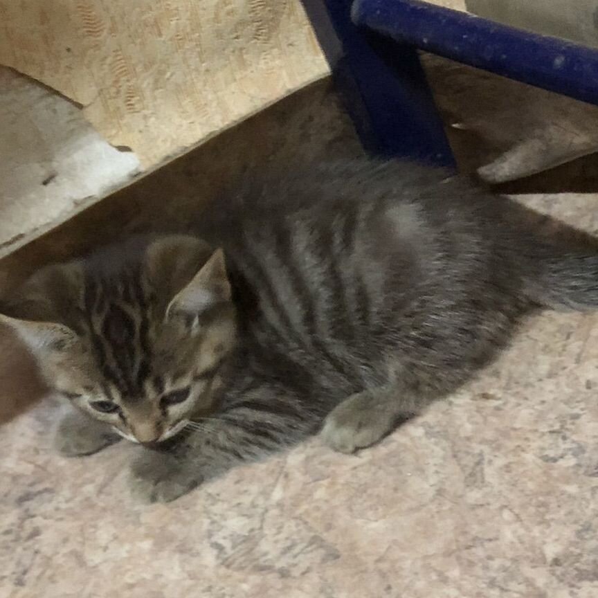 Котёнок отдаю бесплатно в добрые руки