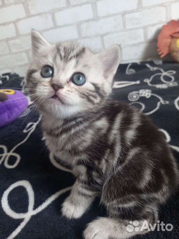 Шотландская скоттиш страйт