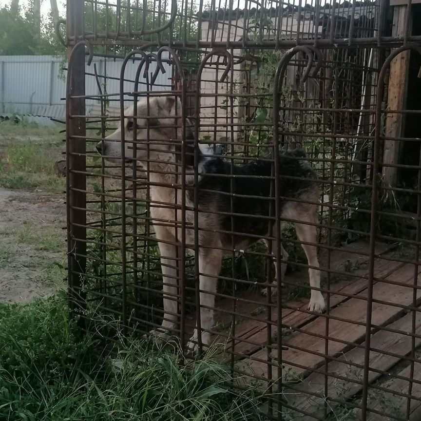 Продам суку алабая сао