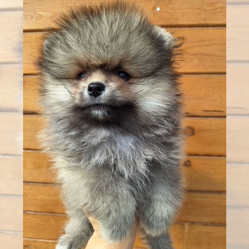 Померанский шпиц, щенок