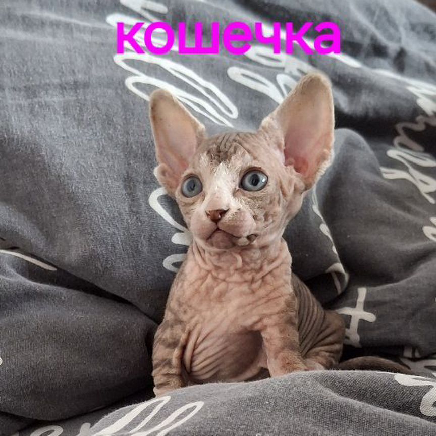 Канадский сфинкс котенок