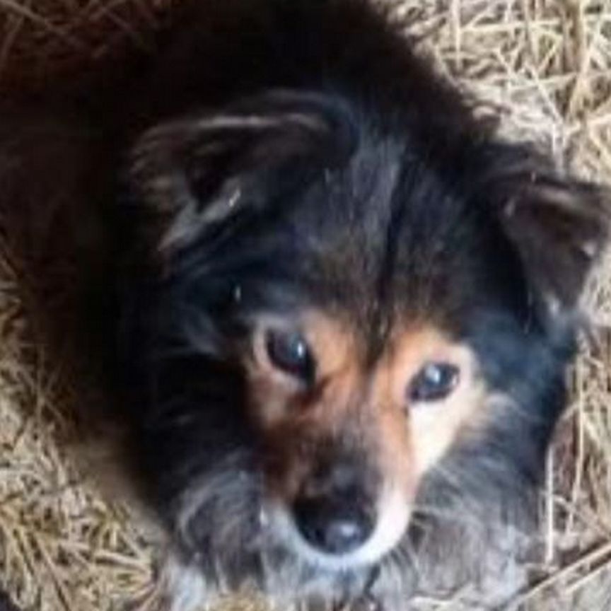 Взрослый пёс в добрые руки