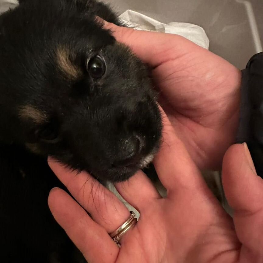 Щенки в добрые руки