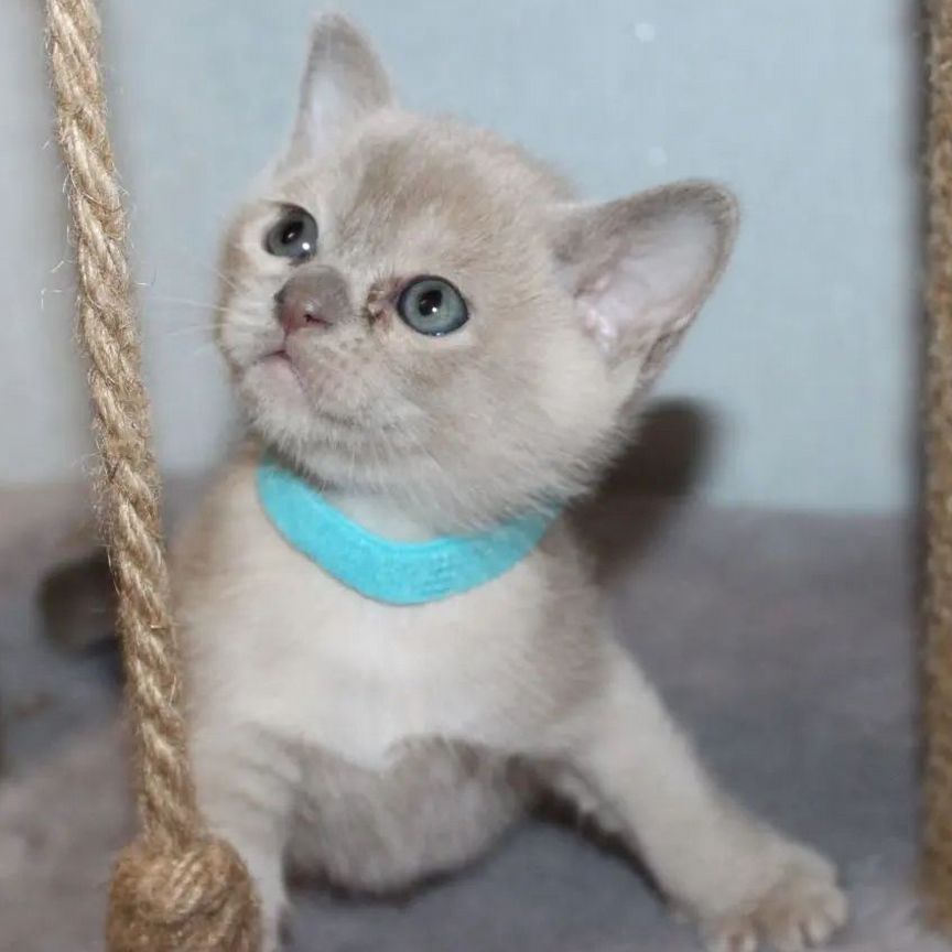 Европейский бурманский котёнок