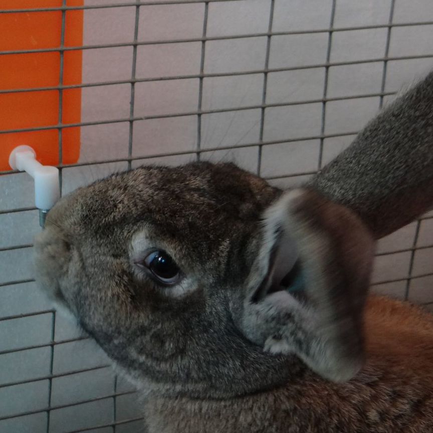 Поилки для кроликов антибактериальные