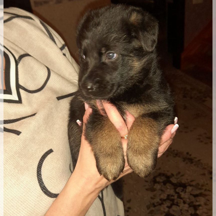 Немецкая овчарка, щенок