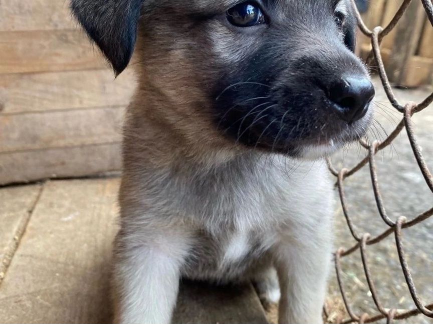 Собака в добрые руки