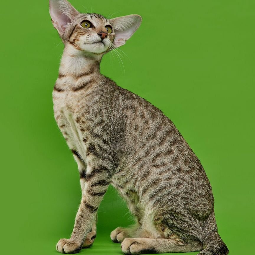 Ориентальные котята