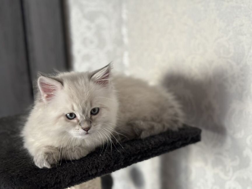 Невский маскарадный