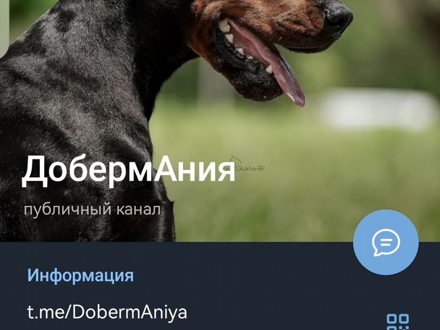 Мощные щенки добермана