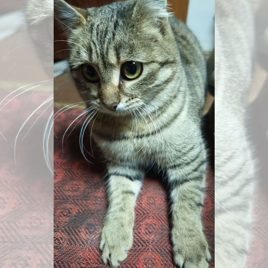 Кот мышелов